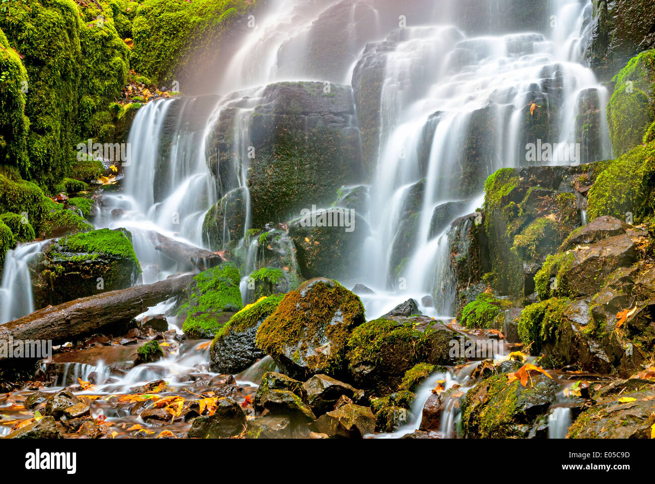 Small waterfall in an Oregon rain forest Stock Photo - Alamy