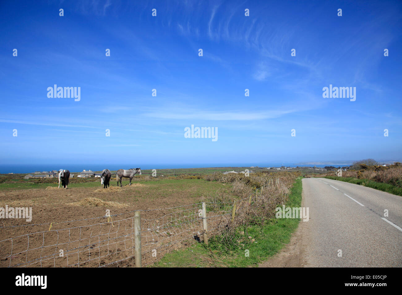 Coast Road and horses grazing in fields Cornwall England Stock Photo ...