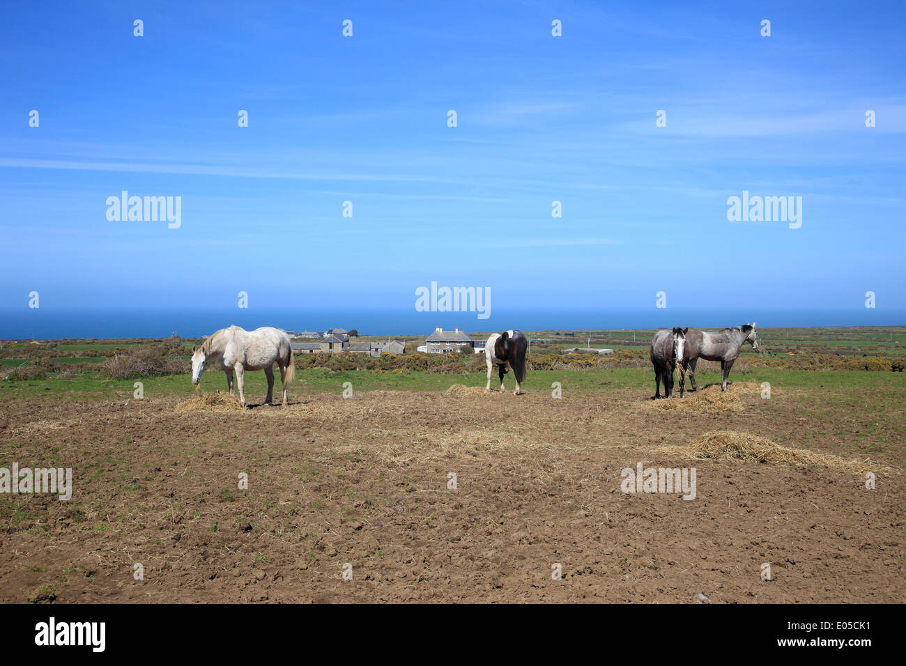 Horses grazing in fields Cornwall England Stock Photo - Alamy