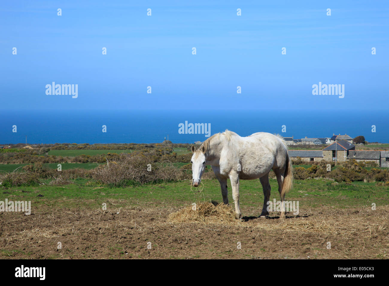 Old horse old nag hi-res stock photography and images - Alamy
