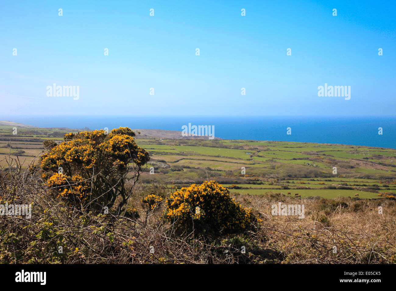 Gorse bushes fields coast cornwall hi-res stock photography and images ...