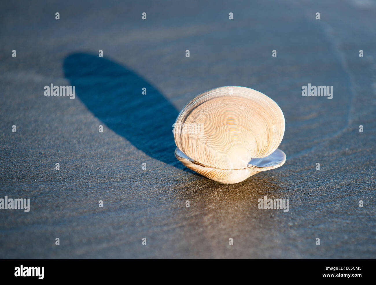Dosina zelandica hi-res stock photography and images - Alamy