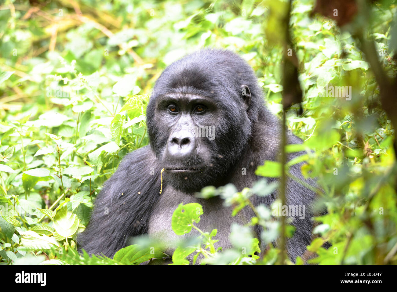 a male gorilla or so called silverback in the prime forest of Bwindi national park in Uganda ...
