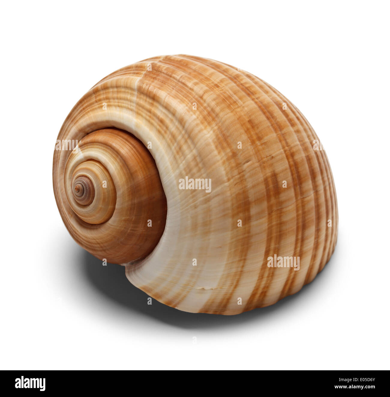 Spiral shell hi-res stock photography and images - Alamy