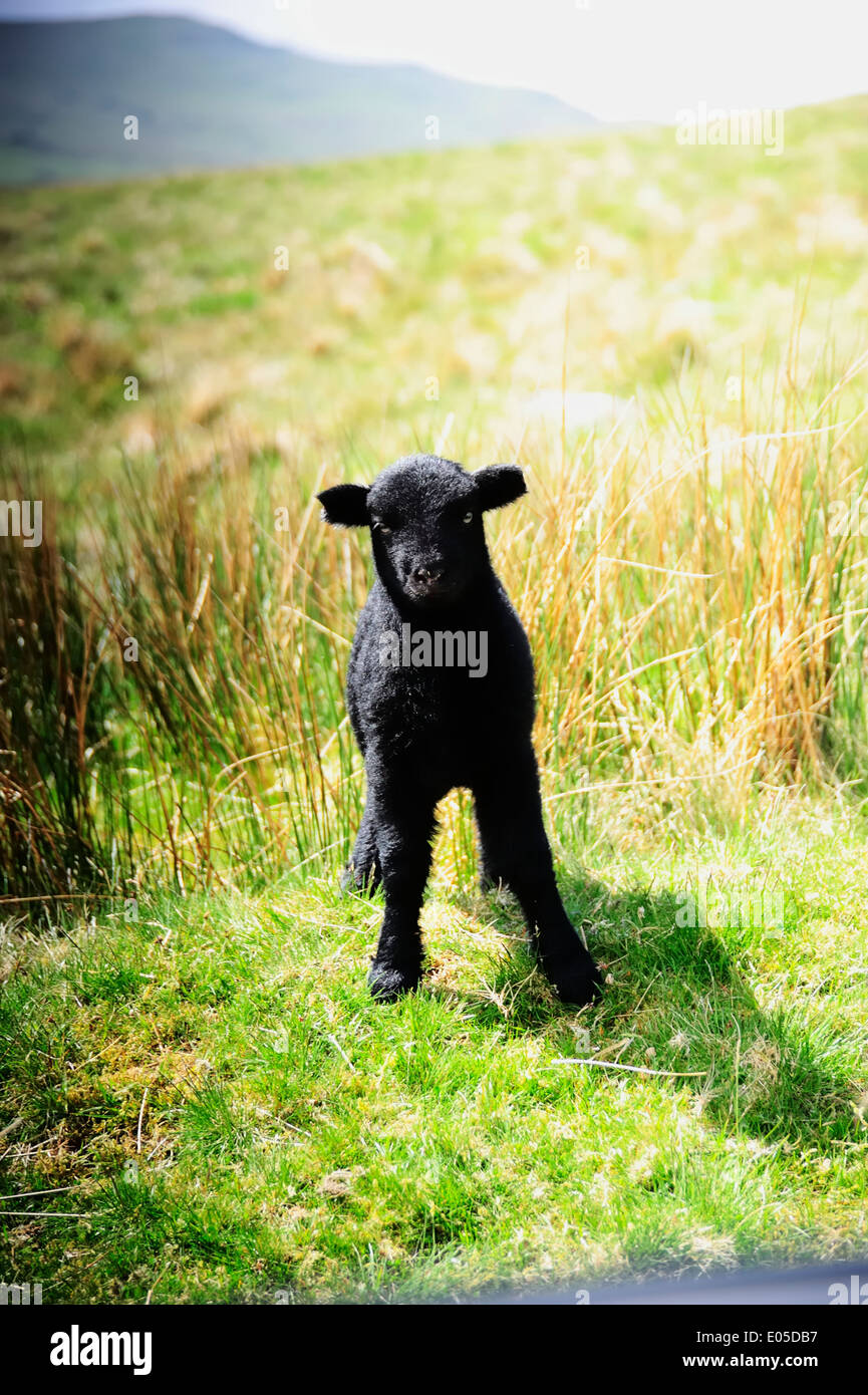 Black Spring Lamb Stock Photo - Alamy
