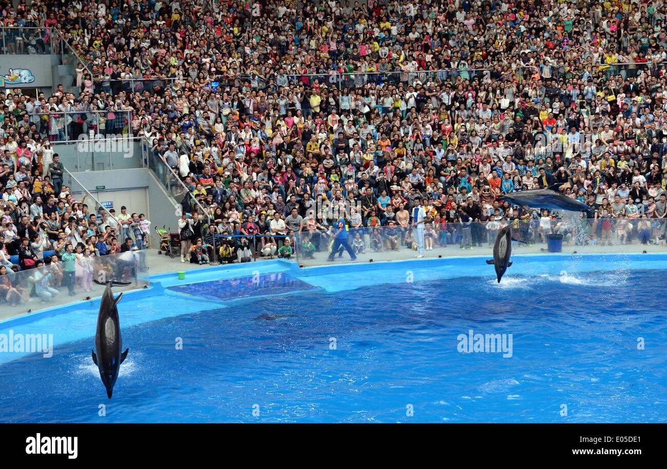 Chengdu. 2nd May, 2014. Dolphins stage a performance for visitors at ...