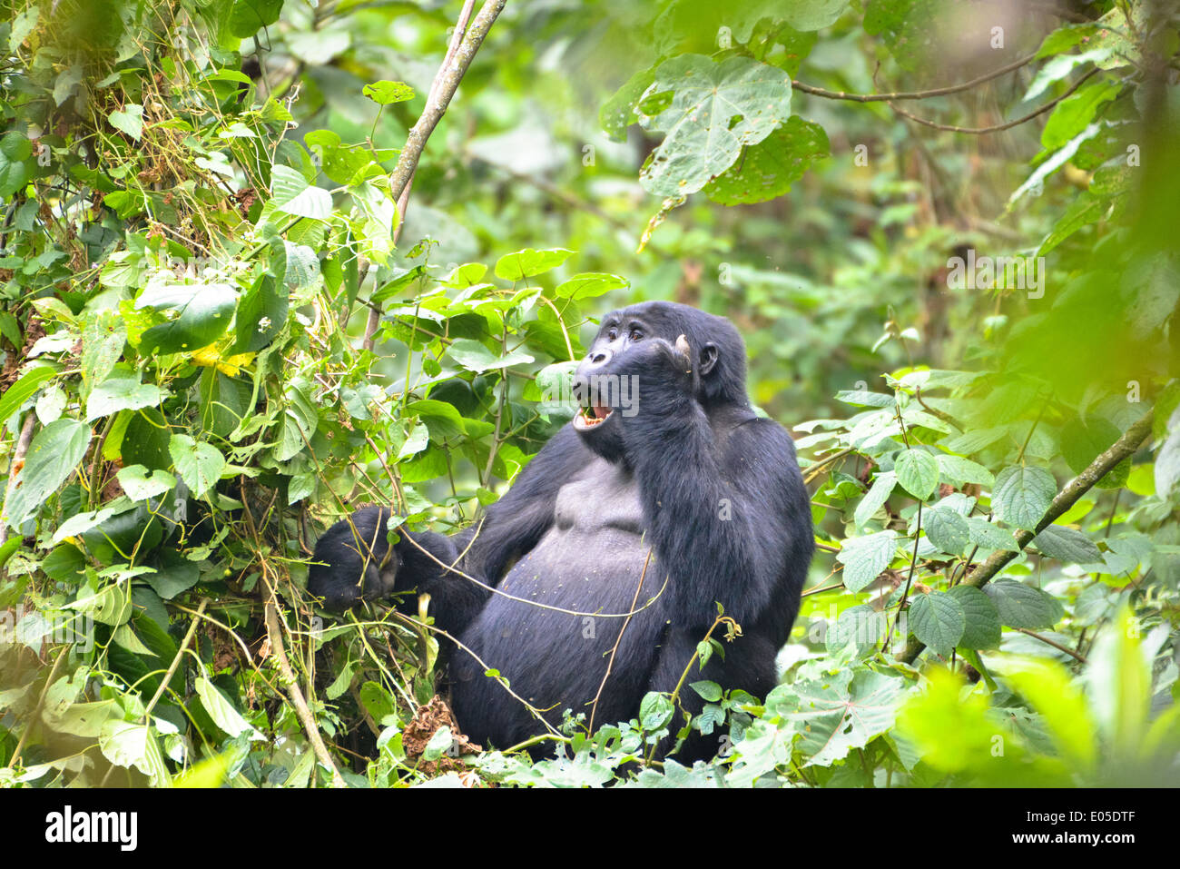 a male gorilla or so called silverback in the prime forest of Bwindi ...