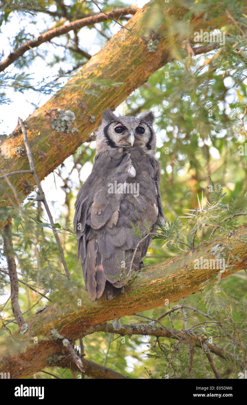 Owl tree owl hi-res stock photography and images - Alamy