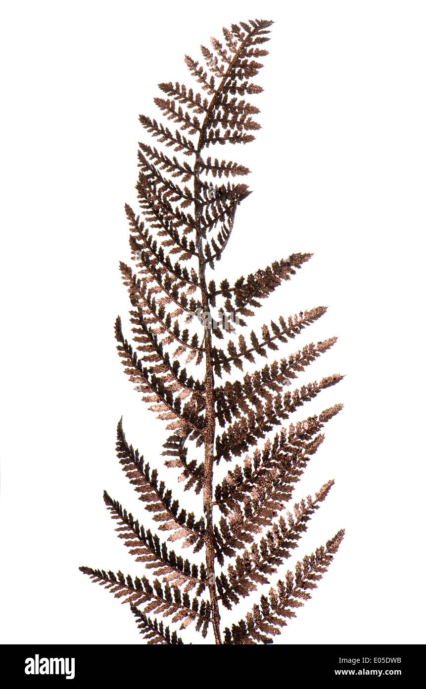 Christmas decorative Brown fern leaf isolated on white background Stock ...