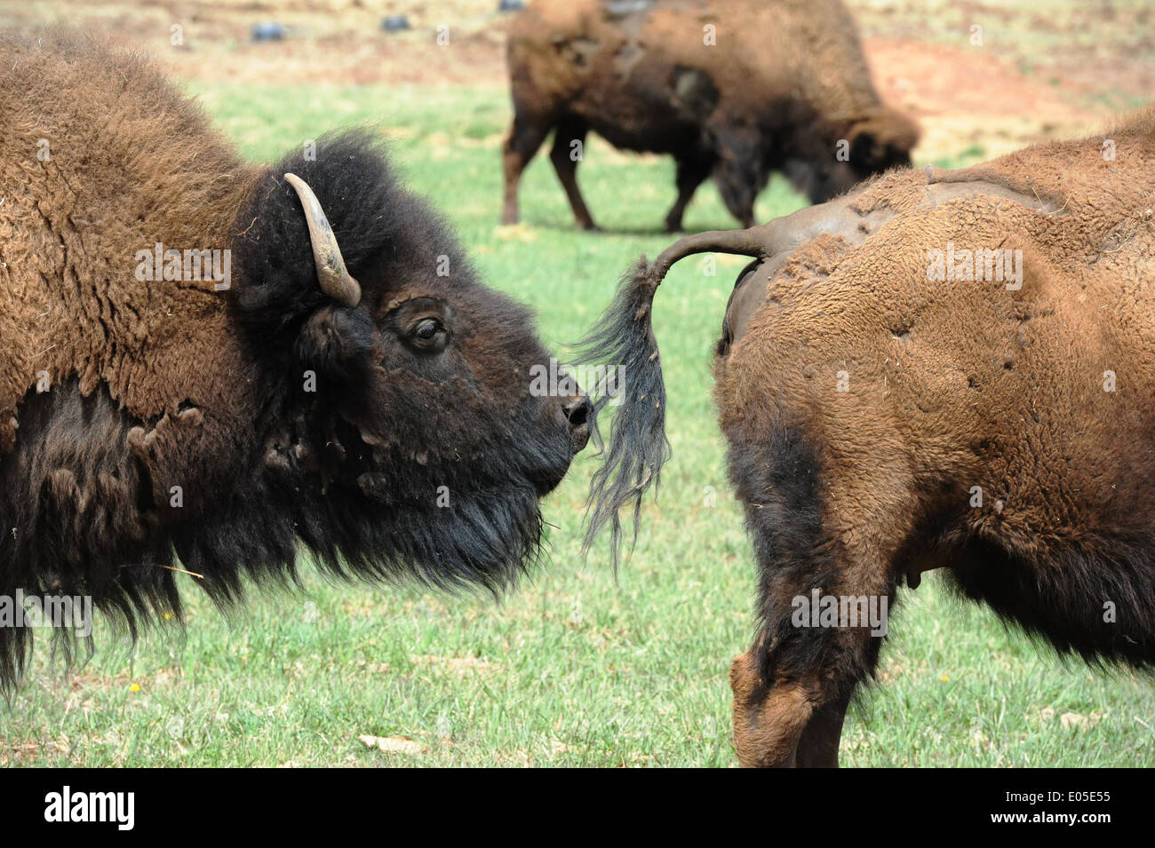 Farting cow hi-res stock photography and images - Alamy