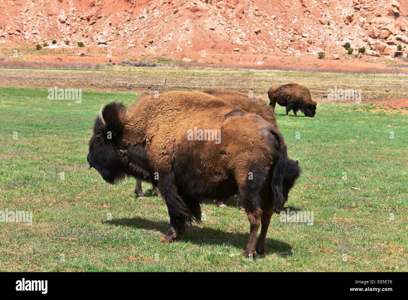 A Herd of Bison Grazing in a field in Utah Stock Photo - Alamy