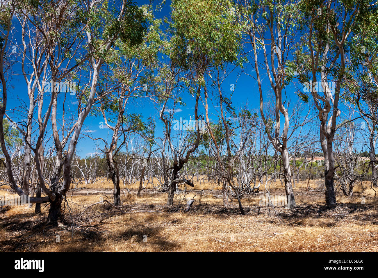 Blue Skies in the Australian outback Stock Photo - Alamy