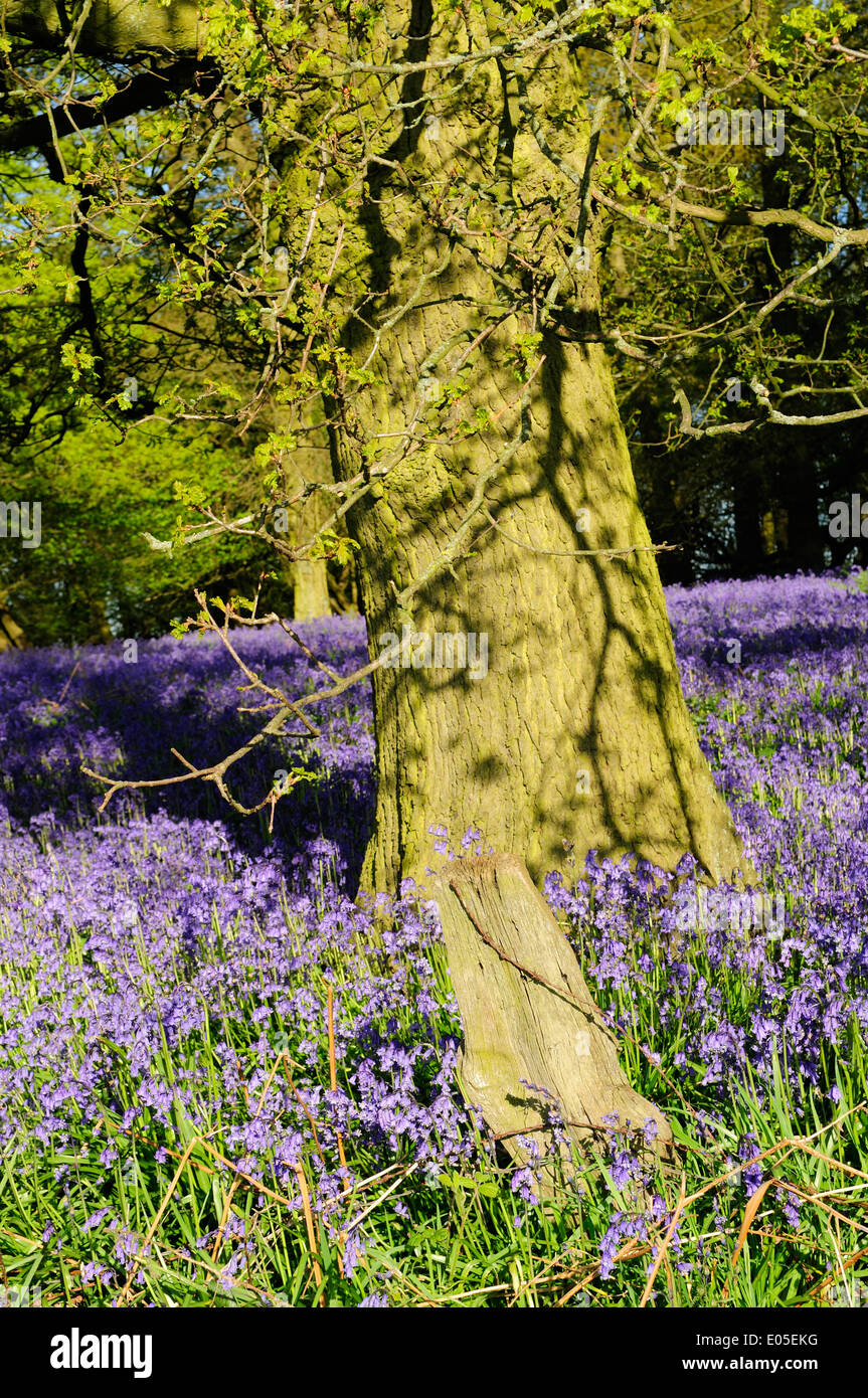 Lord annesley hi-res stock photography and images - Alamy