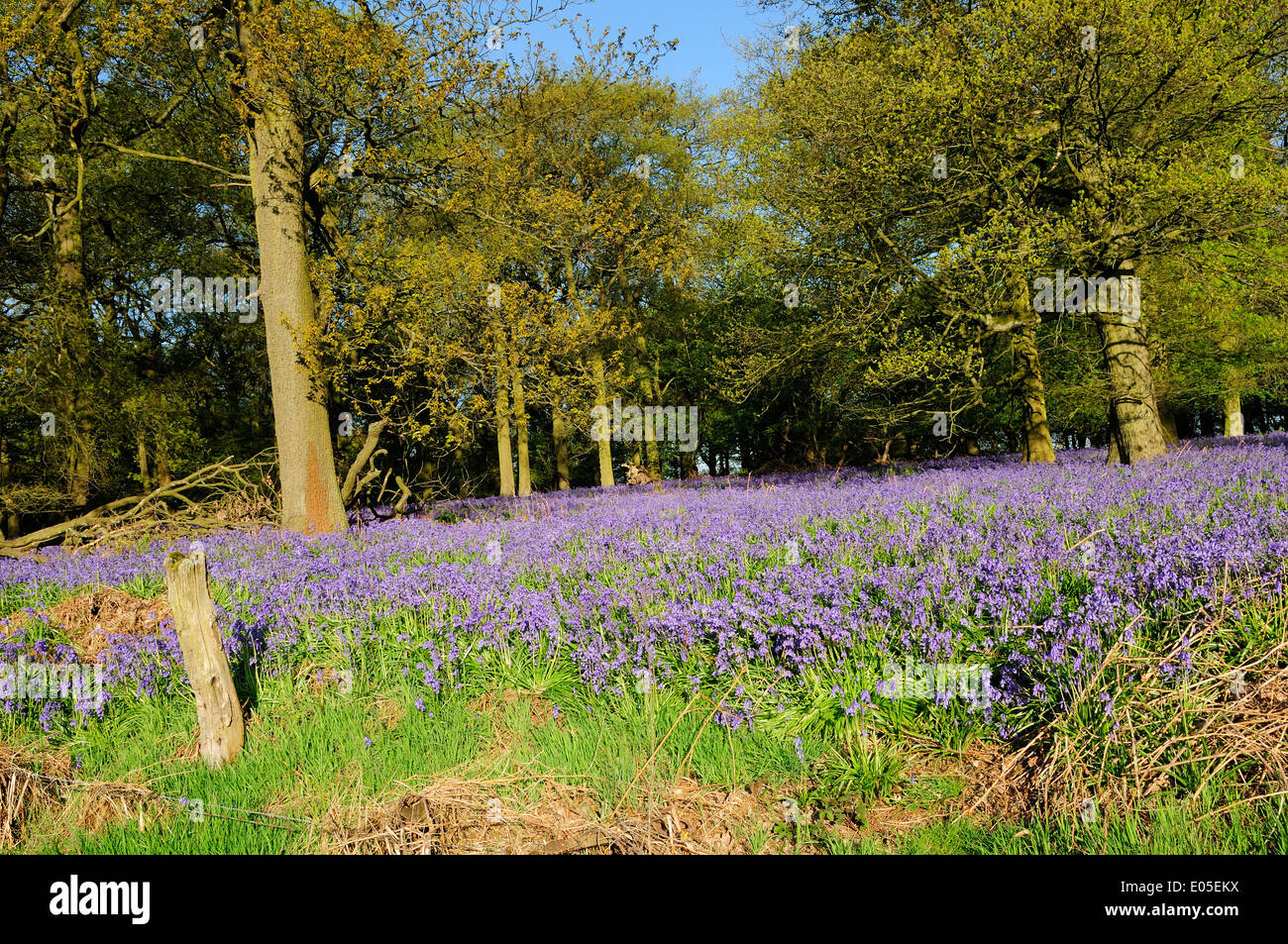 Lord annesley hi-res stock photography and images - Alamy