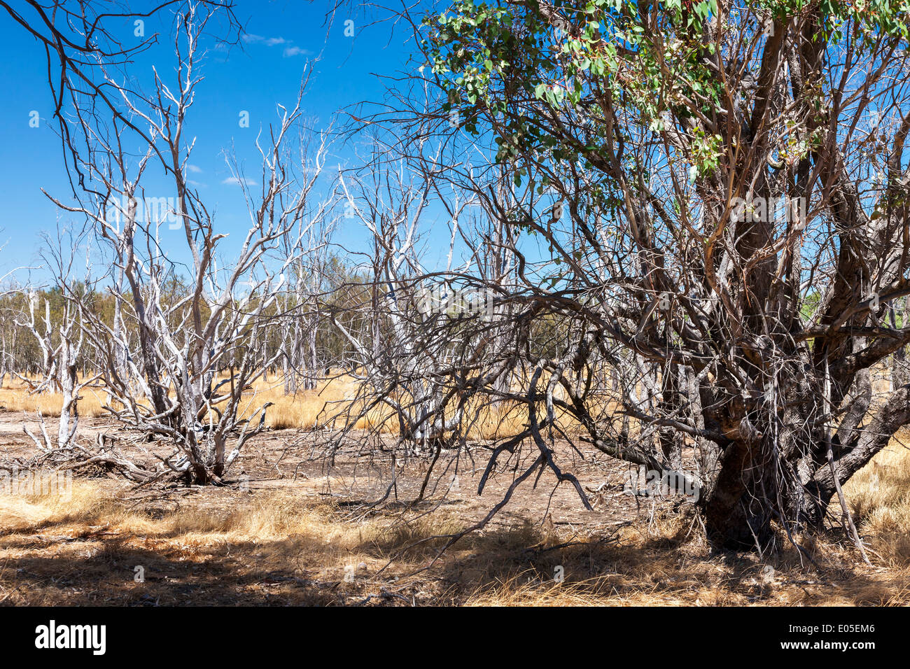 Blue Skies in the Australian outback Stock Photo - Alamy