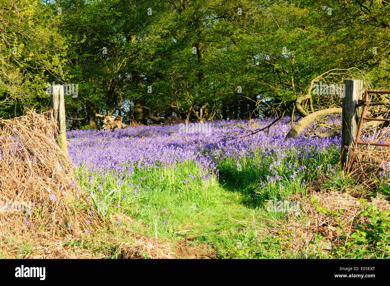 Misk Hills, Underwood, UK.03rd May 2014.Early morning light illuminates ...