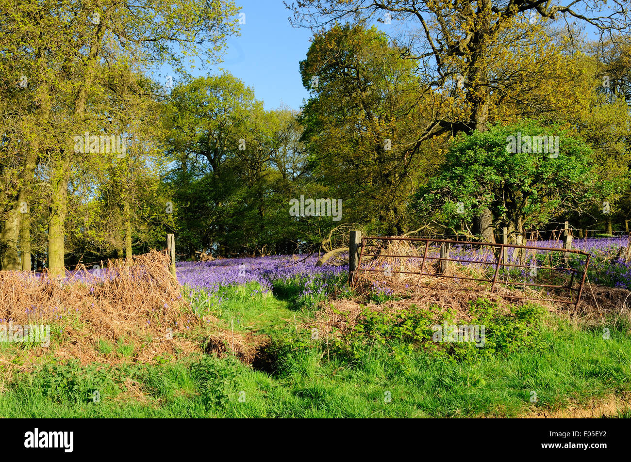 Misk Hills, Underwood, UK.03rd May 2014.Early morning light illuminates ...