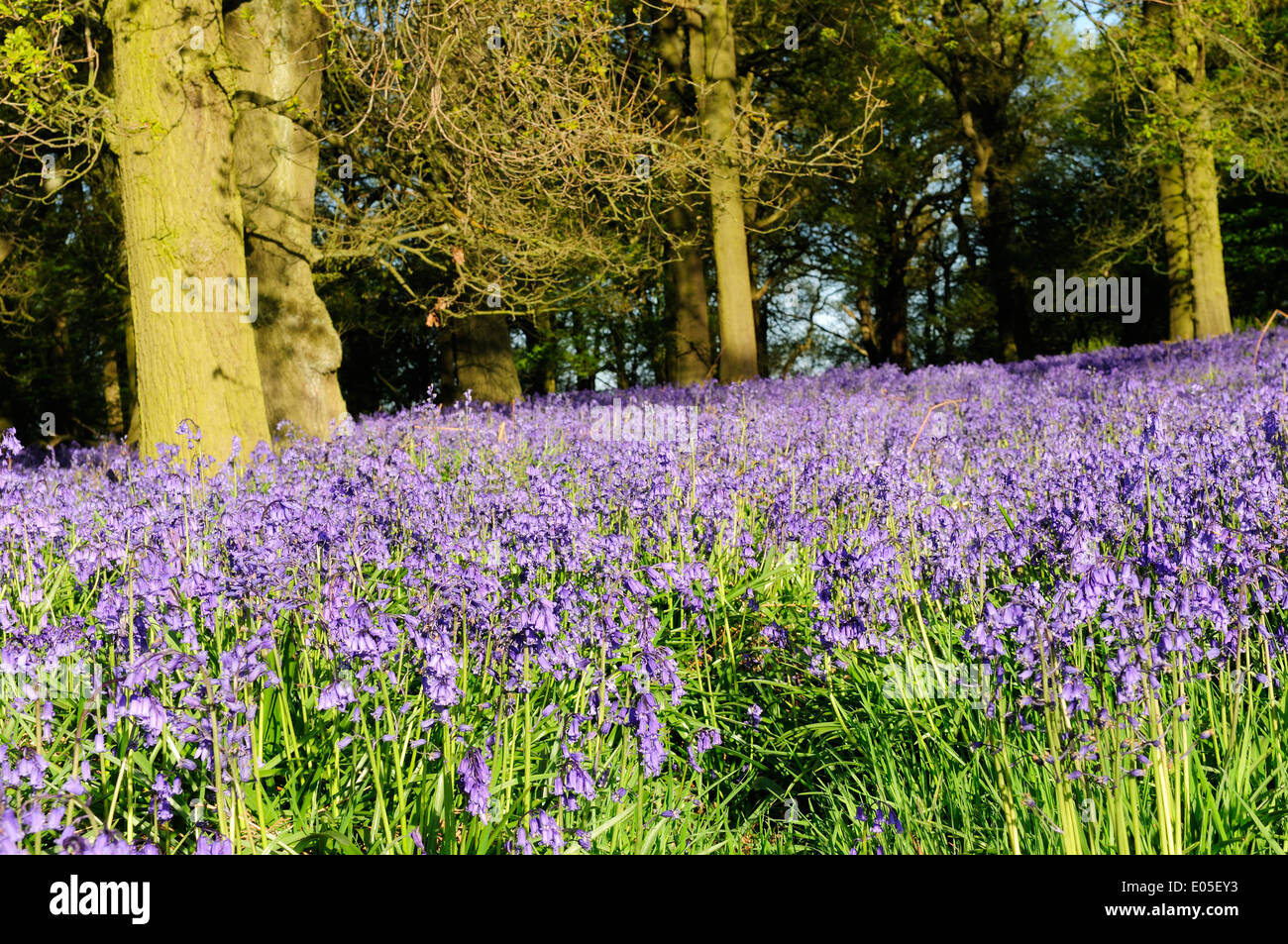 Misk Hills, Underwood, UK.03rd May 2014.Early morning light illuminates ...