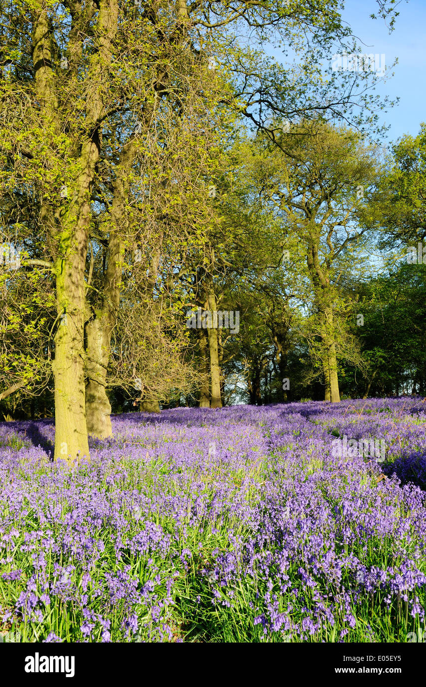 Lord annesley hi-res stock photography and images - Alamy
