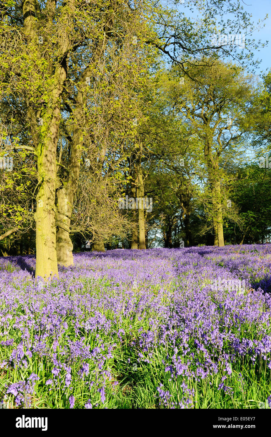 Misk Hills, Underwood, UK.03rd May 2014.Early morning light illuminates ...