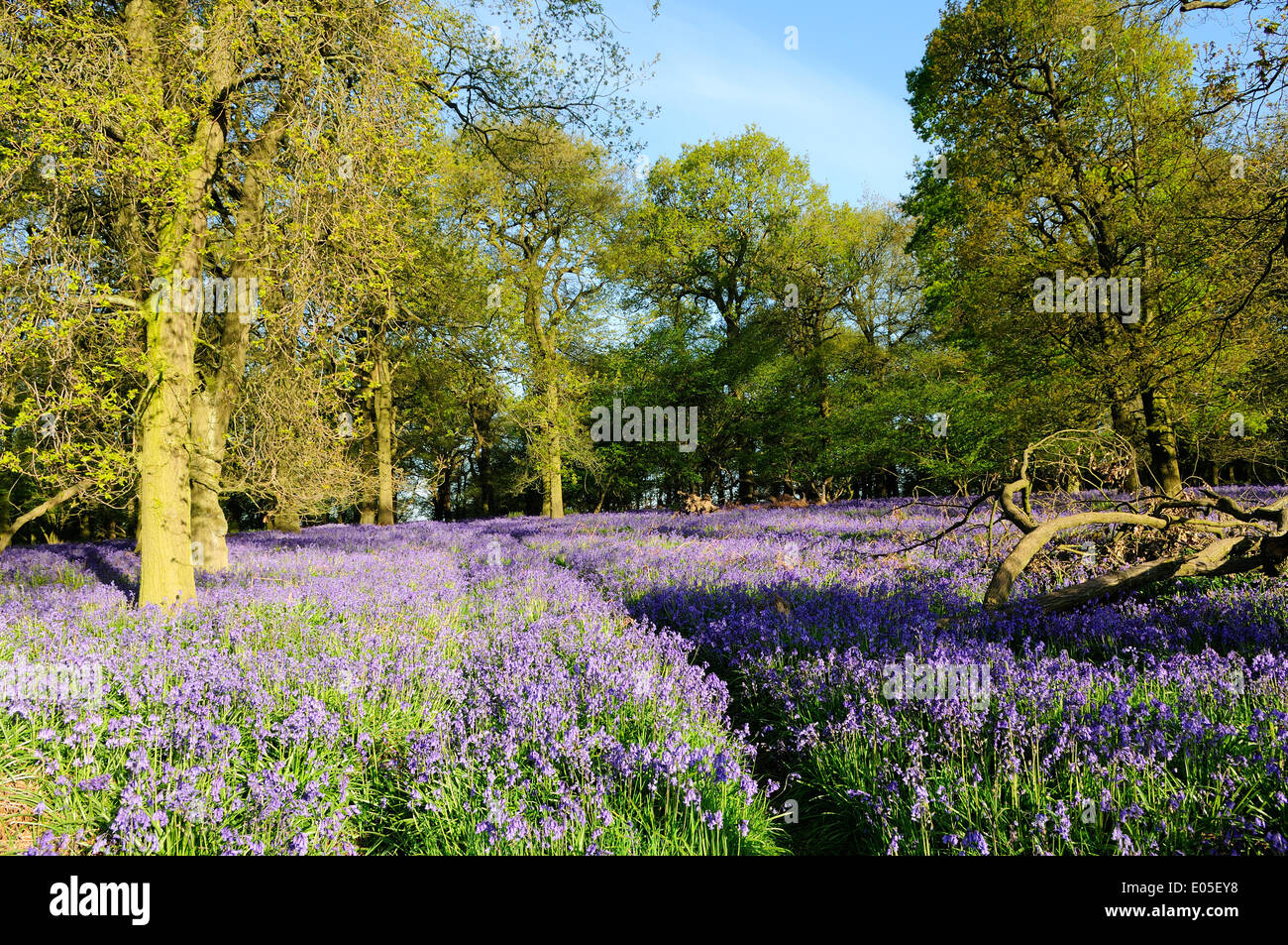 Misk Hills, Underwood, UK.03rd May 2014.Early morning light illuminates ...