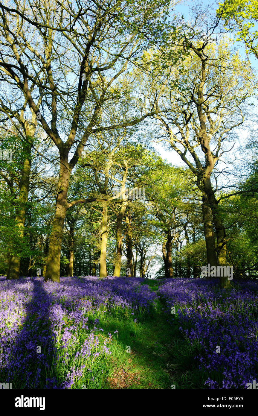 Misk Hills, Underwood, UK.03rd May 2014.Early morning light illuminates ...