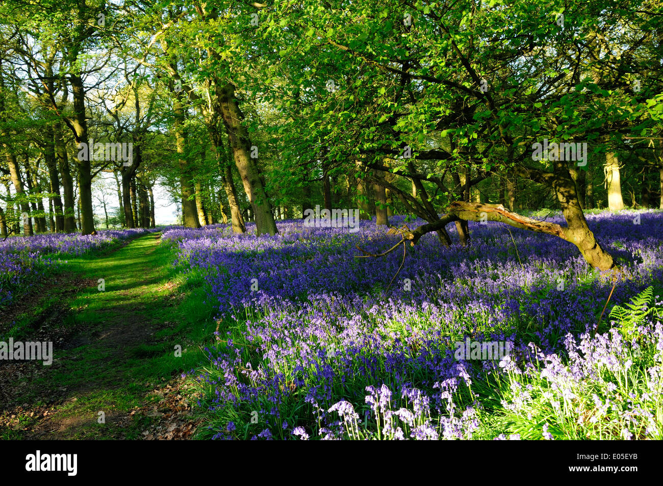 Lord annesley hi-res stock photography and images - Alamy