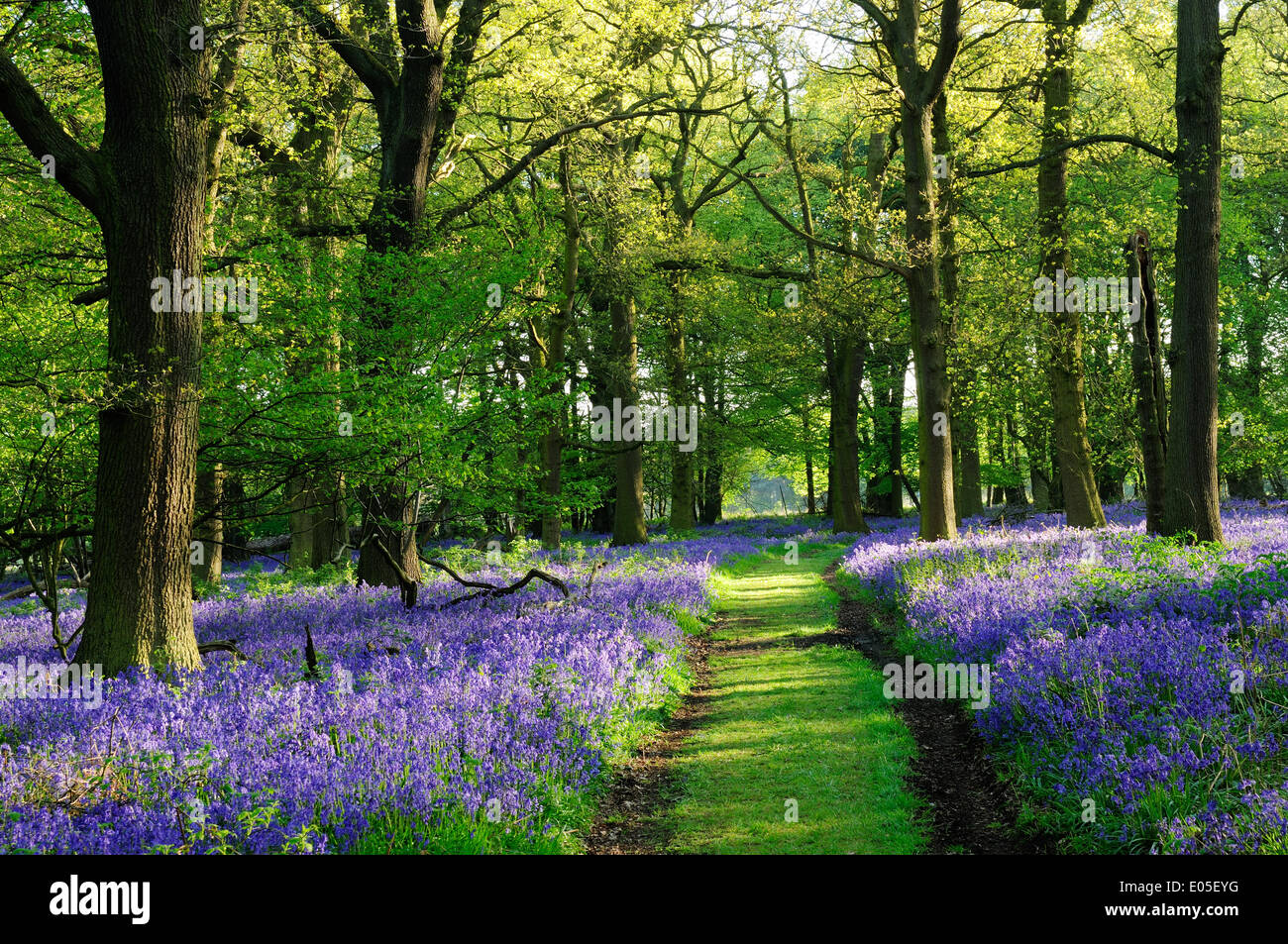 Lord annesley hi-res stock photography and images - Alamy