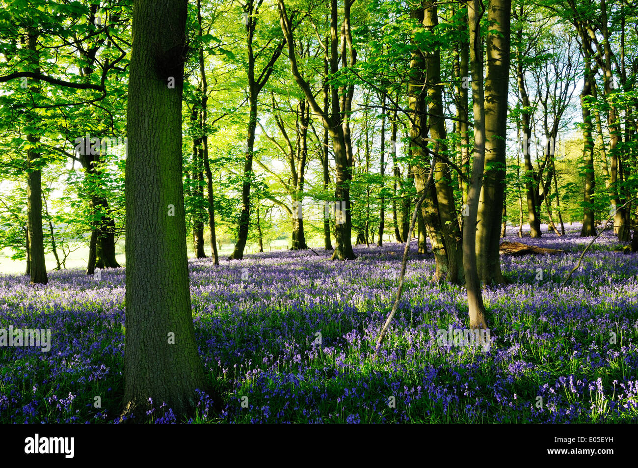 Lord annesley hi-res stock photography and images - Alamy