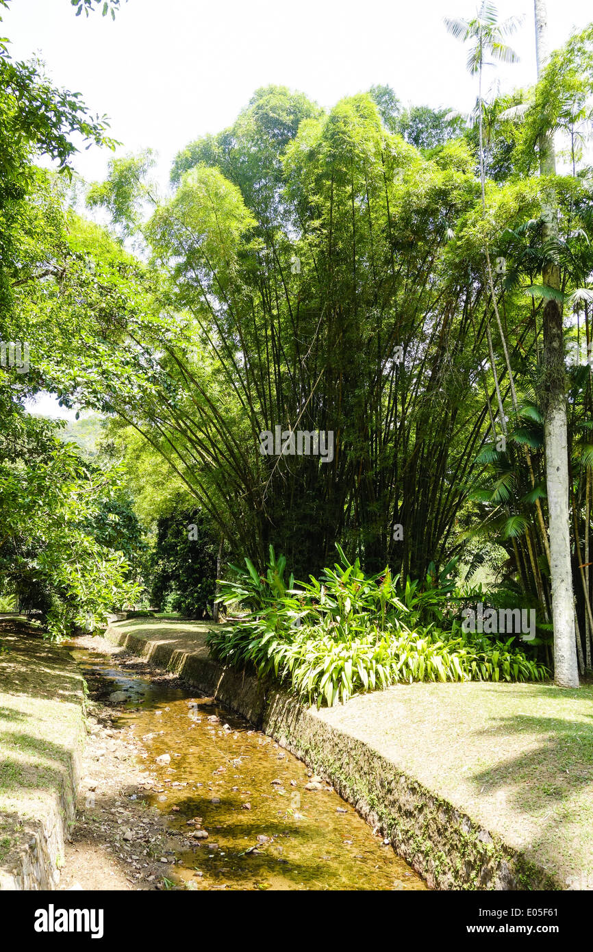 Rio de Janeiro, botanical garden, Jardim Botanico, bamboo, Brazil Stock ...