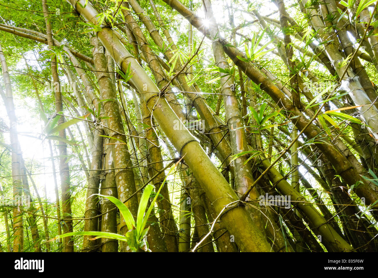 Rio de Janeiro, botanical garden, Jardim Botanico, bamboo, Brazil Stock ...