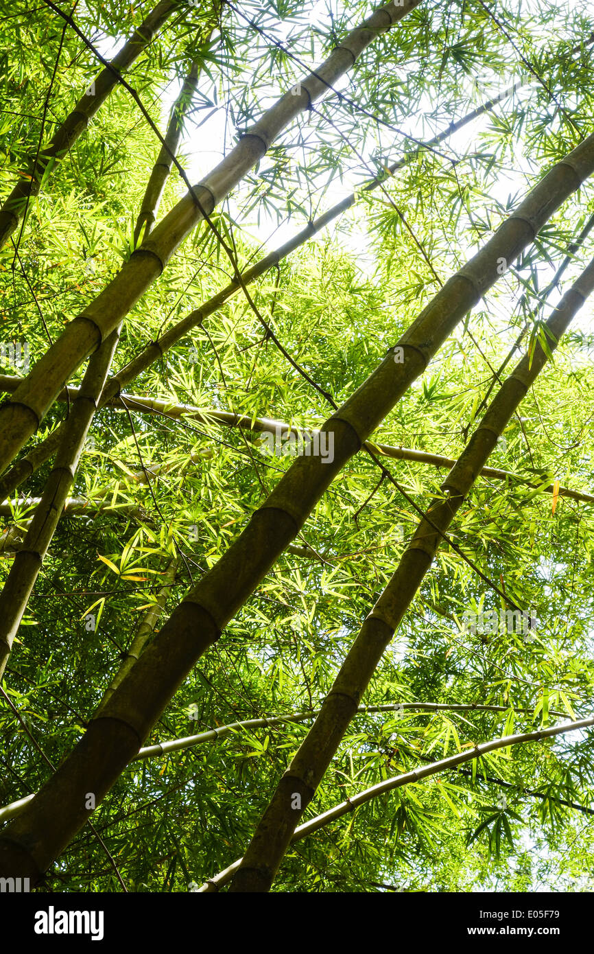 Rio de Janeiro, botanical garden, Jardim Botanico, bamboo, Brazil Stock ...