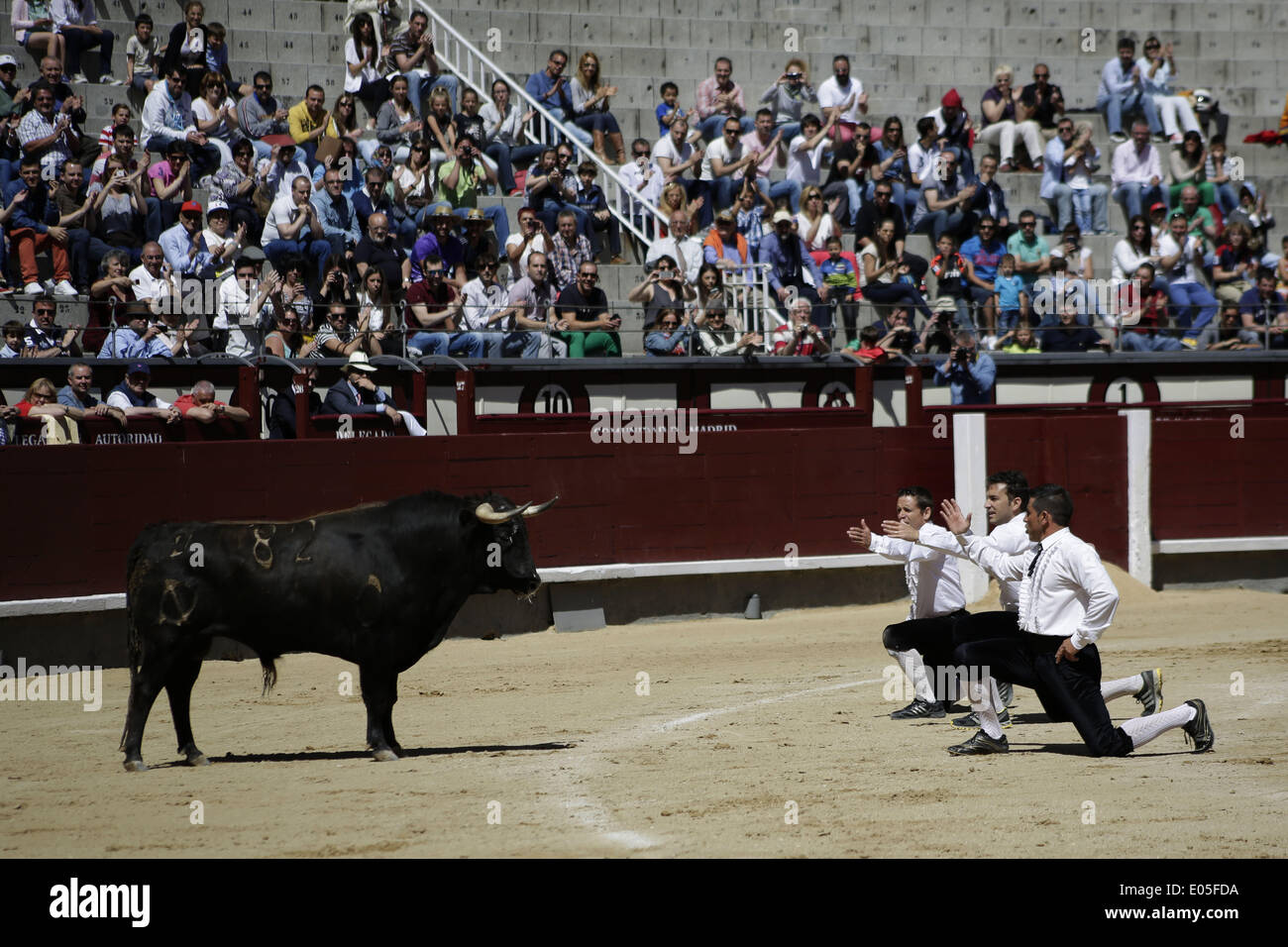 Madrid, Spain. 2nd May, 2014. ''Recortadores'' salute a bull during a ...