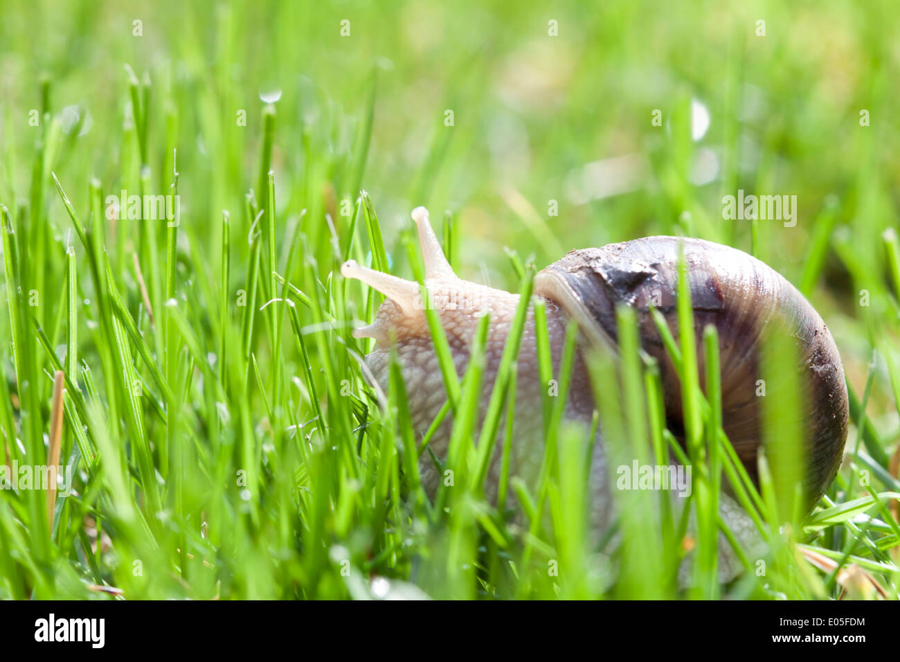 Snail in green grass Stock Photo - Alamy