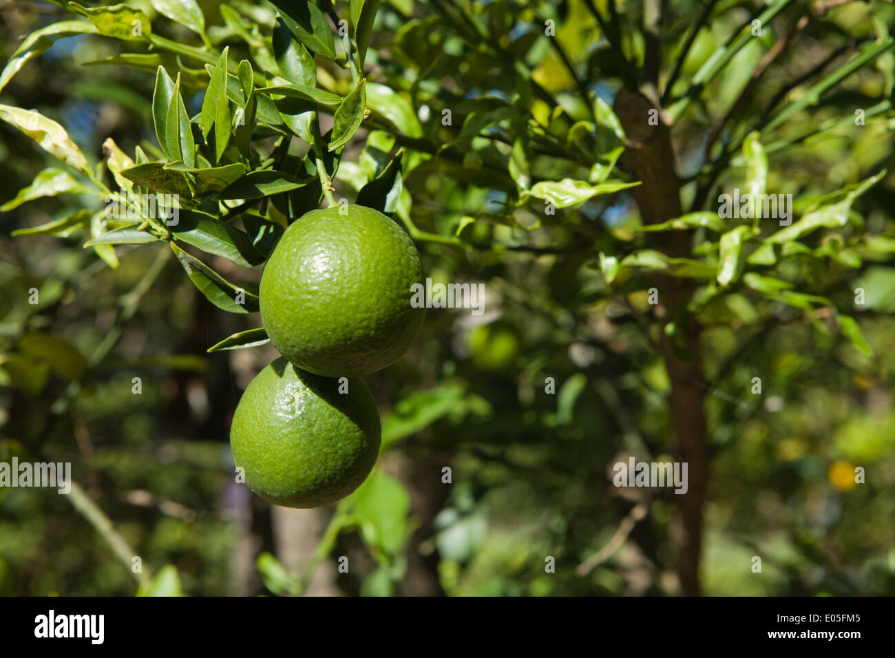 Green gar fruit hi-res stock photography and images - Alamy