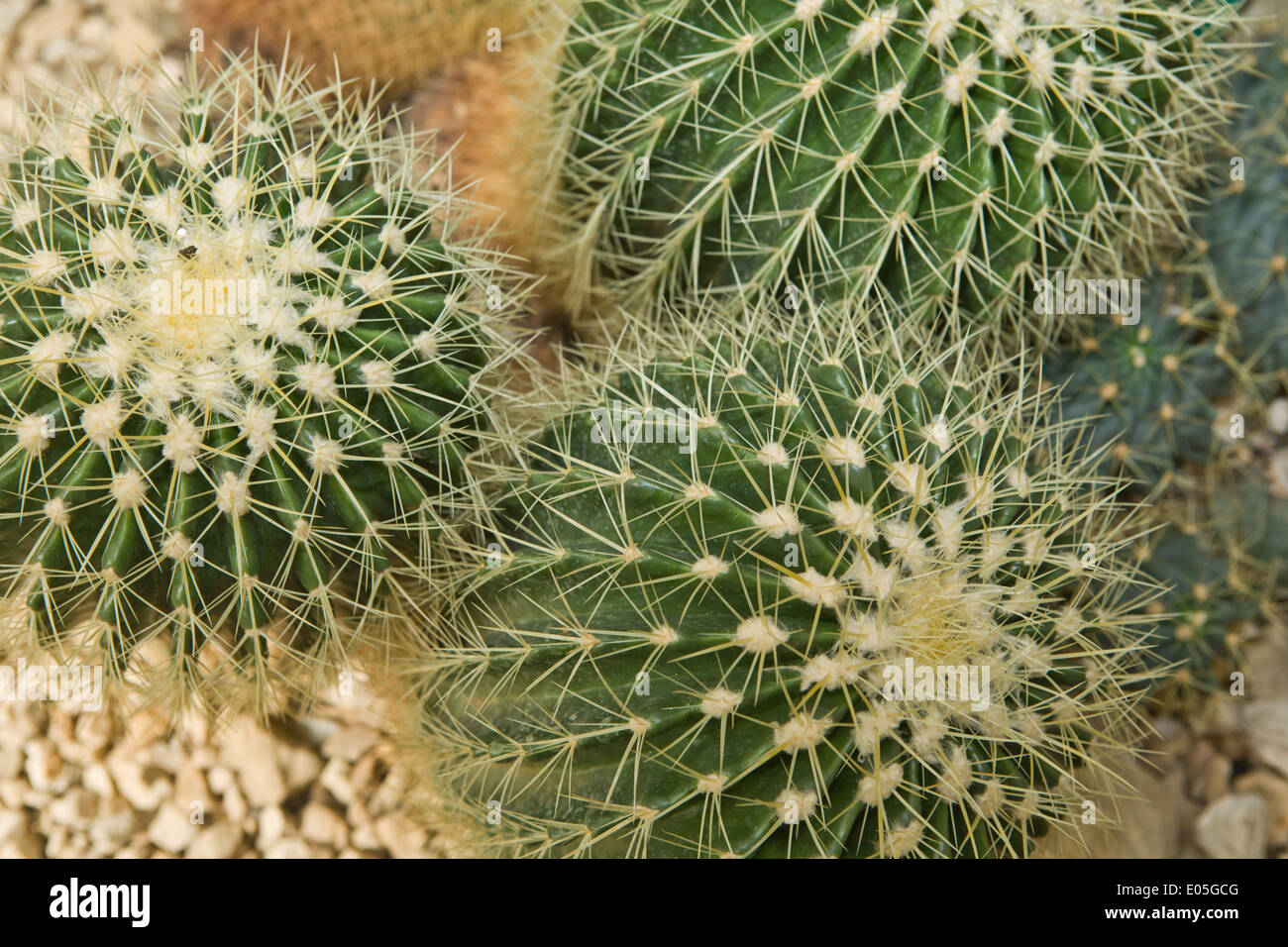 Detail of a cactus as seen in Southern America Stock Photo - Alamy