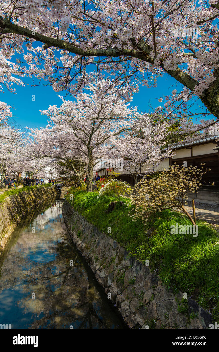 Blooming cherry trees in springtime along the Tetsugaku-no-Michi or ...