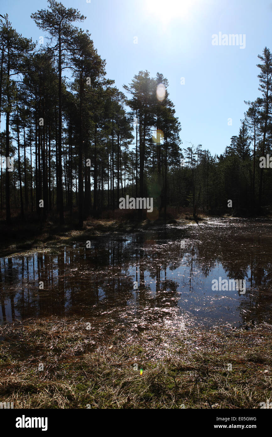 Sunshine at Viru Bog in Lahemaa National Park, Estonia Stock Photo - Alamy