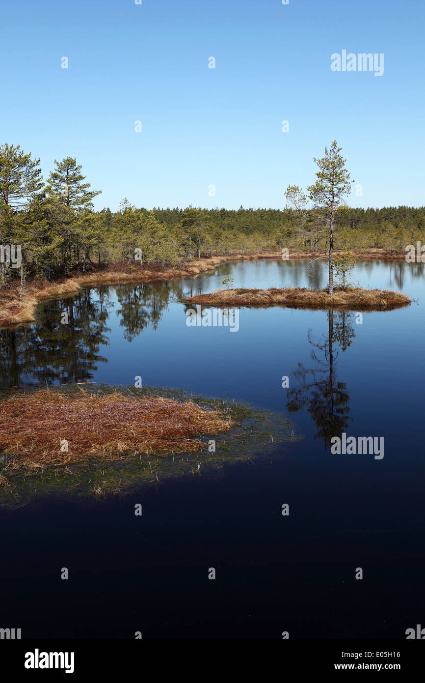 Viru Bog in Lahemaa National Park, Estonia Stock Photo - Alamy