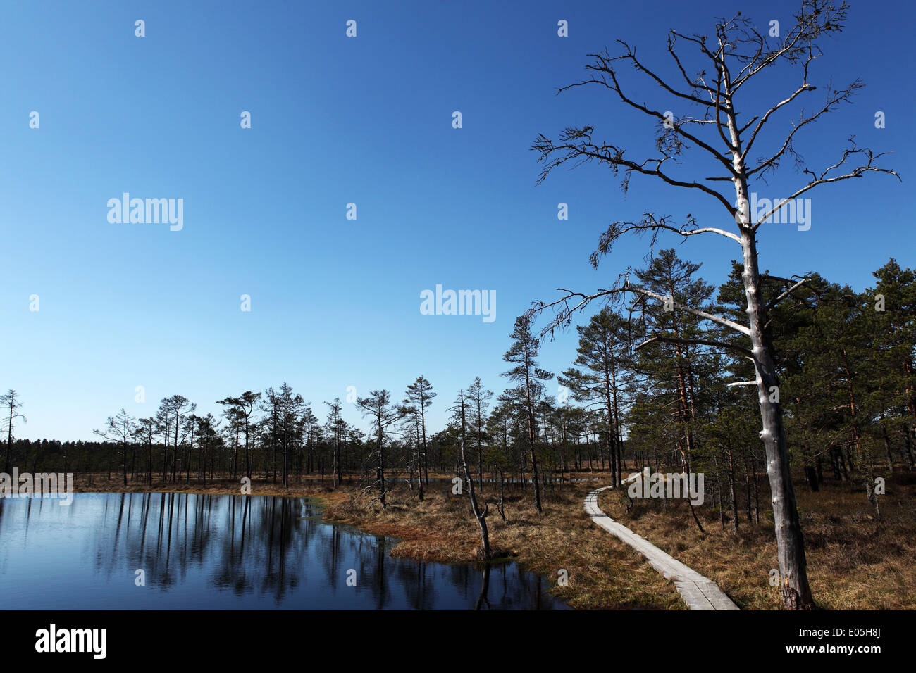 Viru bog trail hi-res stock photography and images - Alamy