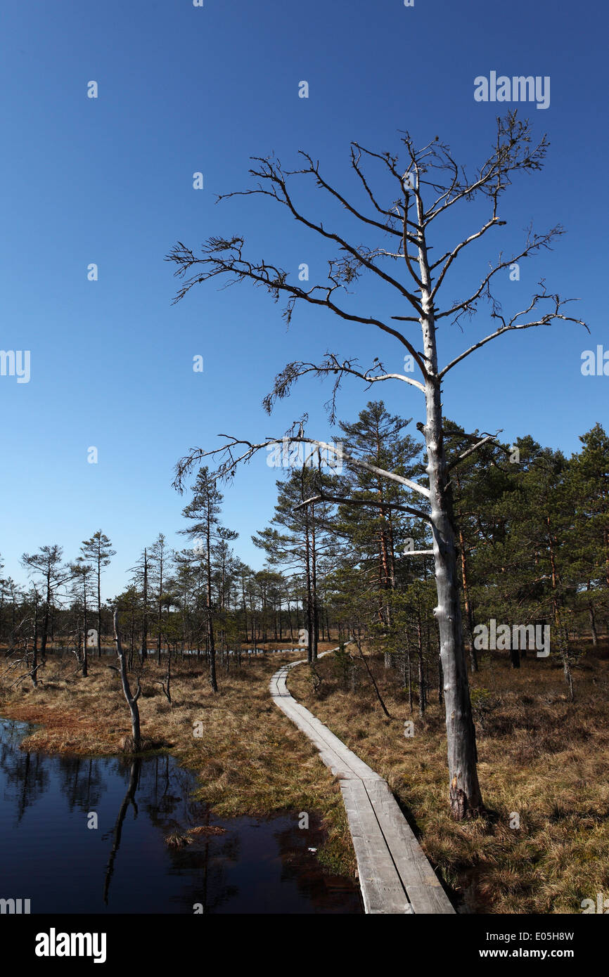 Viru bog trail hi-res stock photography and images - Alamy