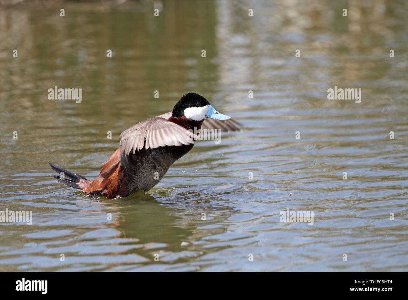 Ruddy Duck Oxyura jamaicensis, drake rising from the water Stock Photo ...