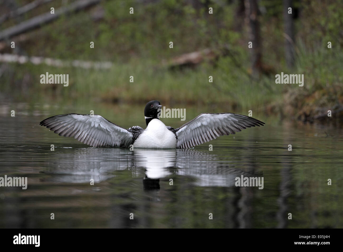 Common Loon (Great Northern Diver) Gavia immer, wing stretch Stock ...