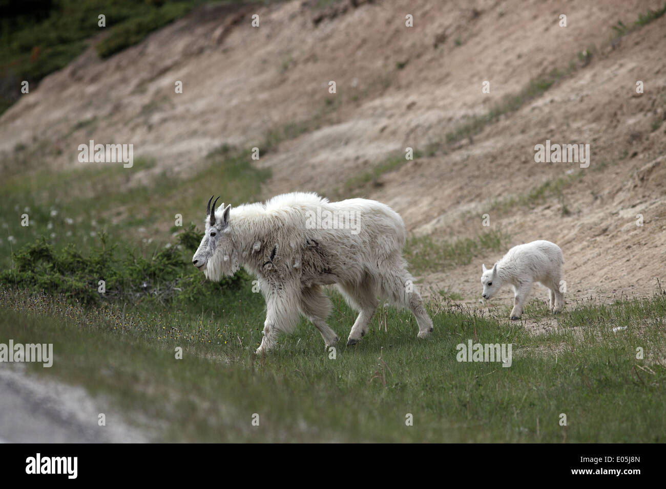 Goat cross hi-res stock photography and images - Alamy