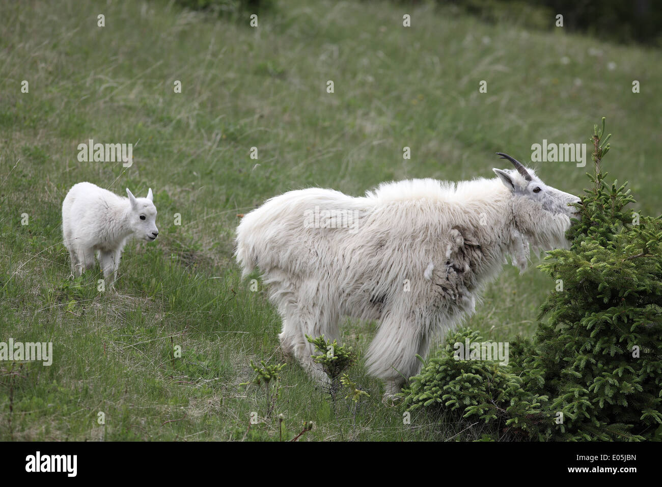 Mountain Goat, Oreamnos americanus, adult feeding with kid in ...