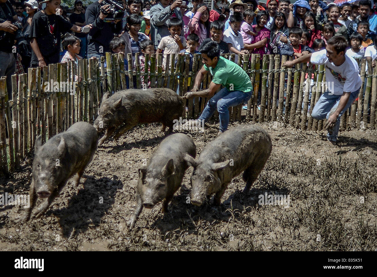 Kabayan, Philippines. 3rd May, 2014. Filipinos chase after pigs during ...