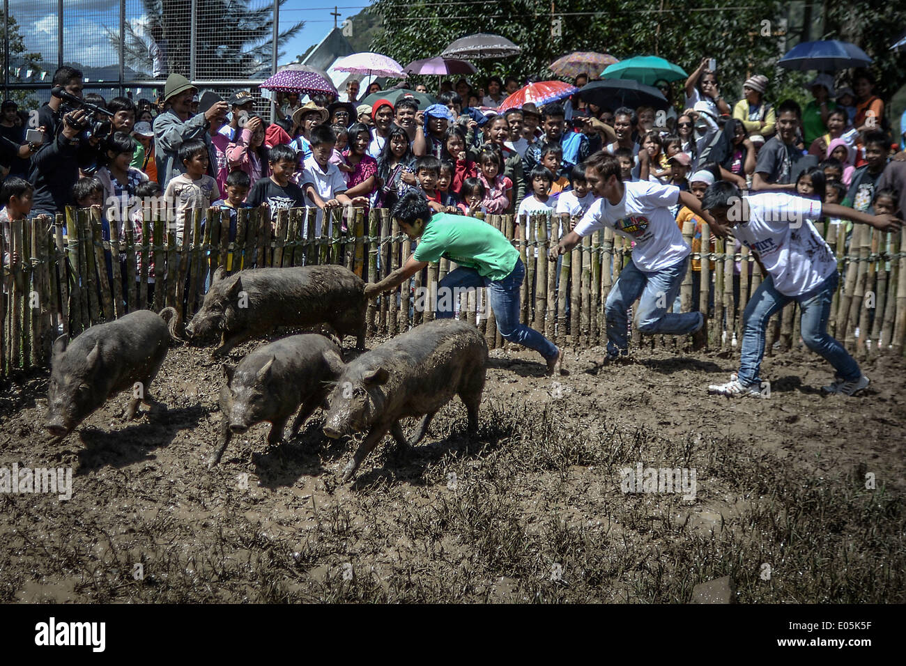 Kabayan, Philippines. 3rd May, 2014. Filipinos chase after pigs during ...