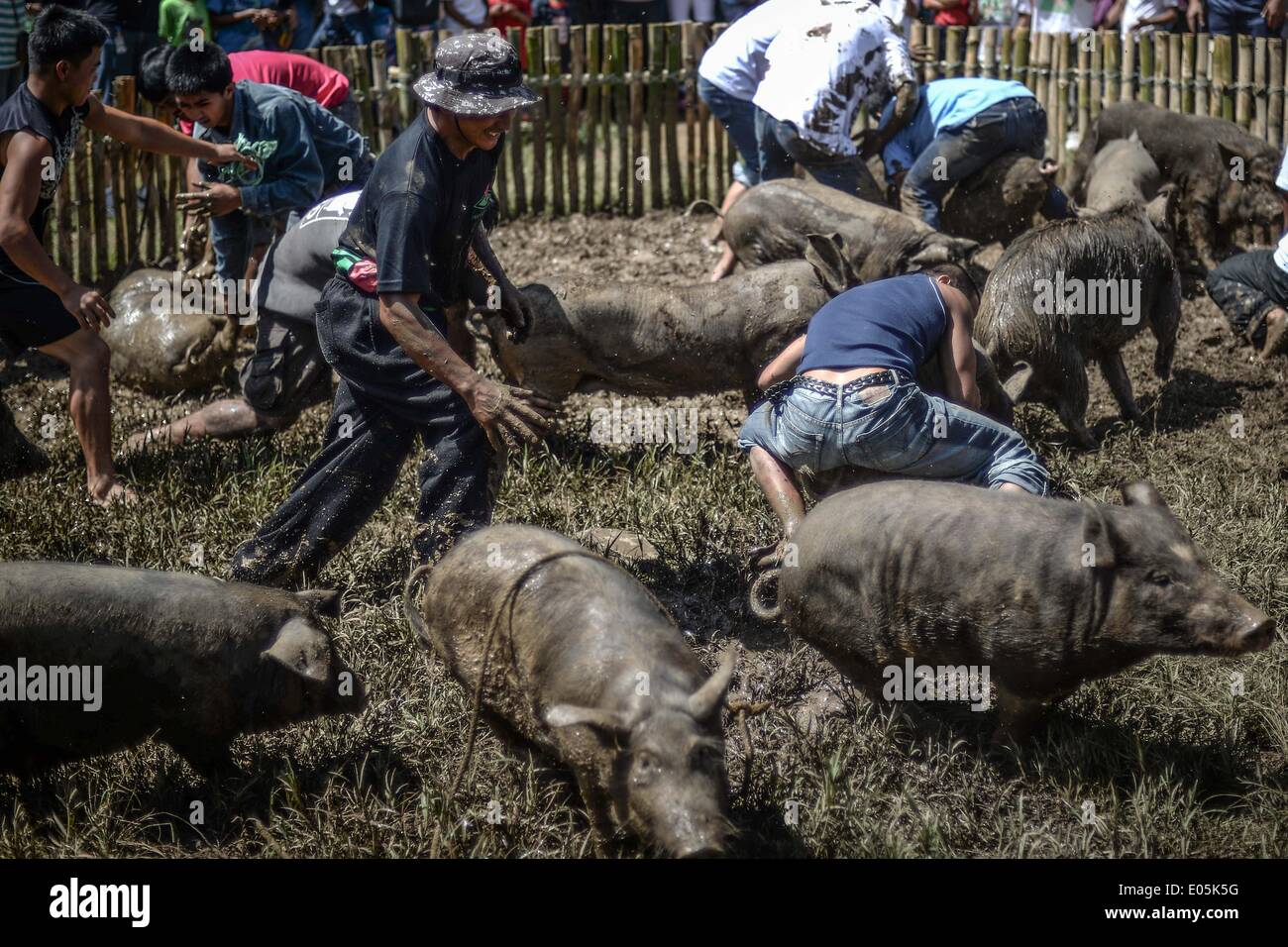 Kabayan, Philippines. 3rd May, 2014. Filipinos chase after pigs during ...