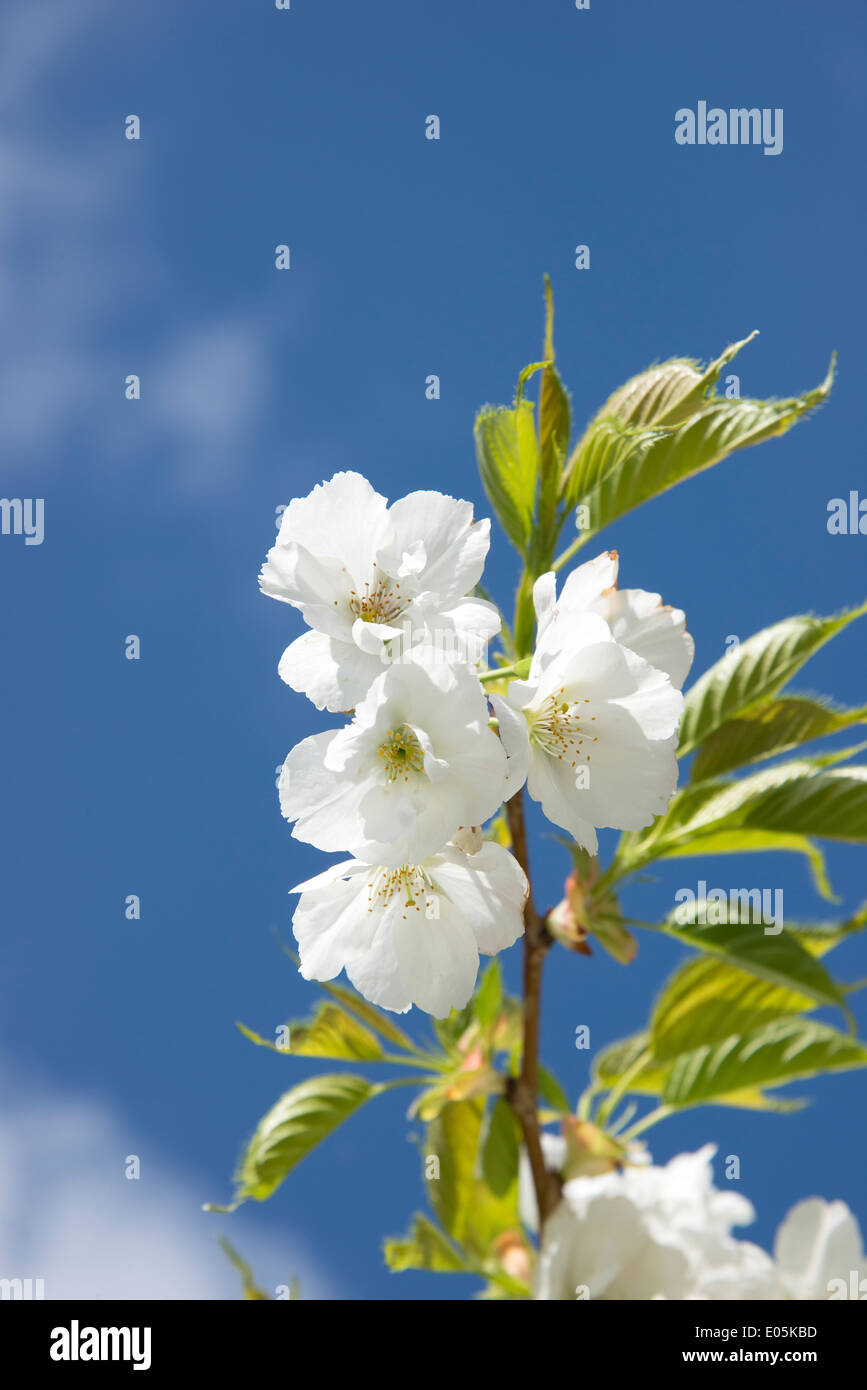 Cherry blossom at springtime in the English countryside Stock Photo - Alamy