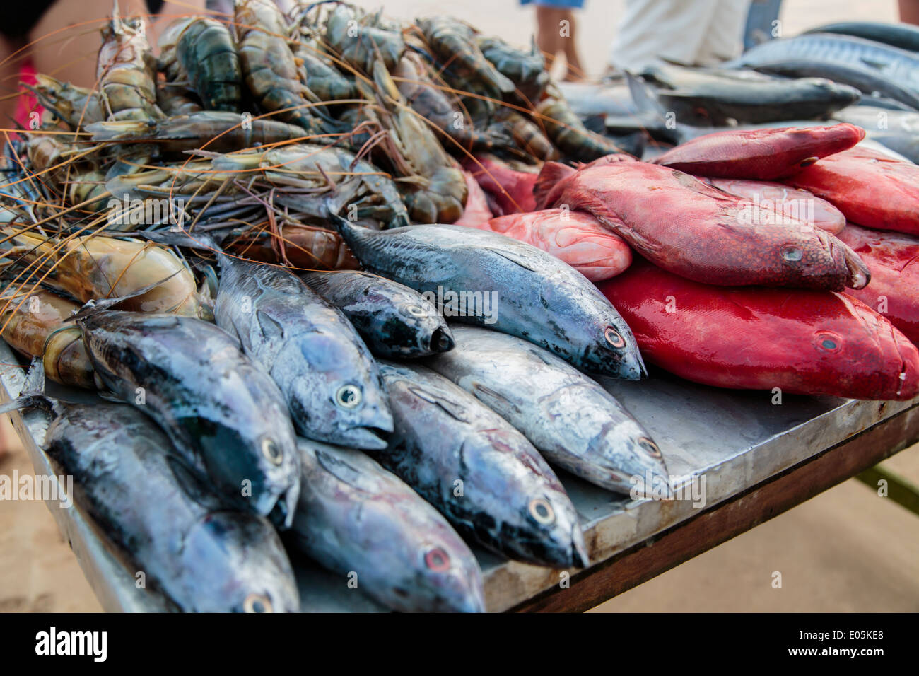 Fresh indian ocean lobsters hi-res stock photography and images - Alamy